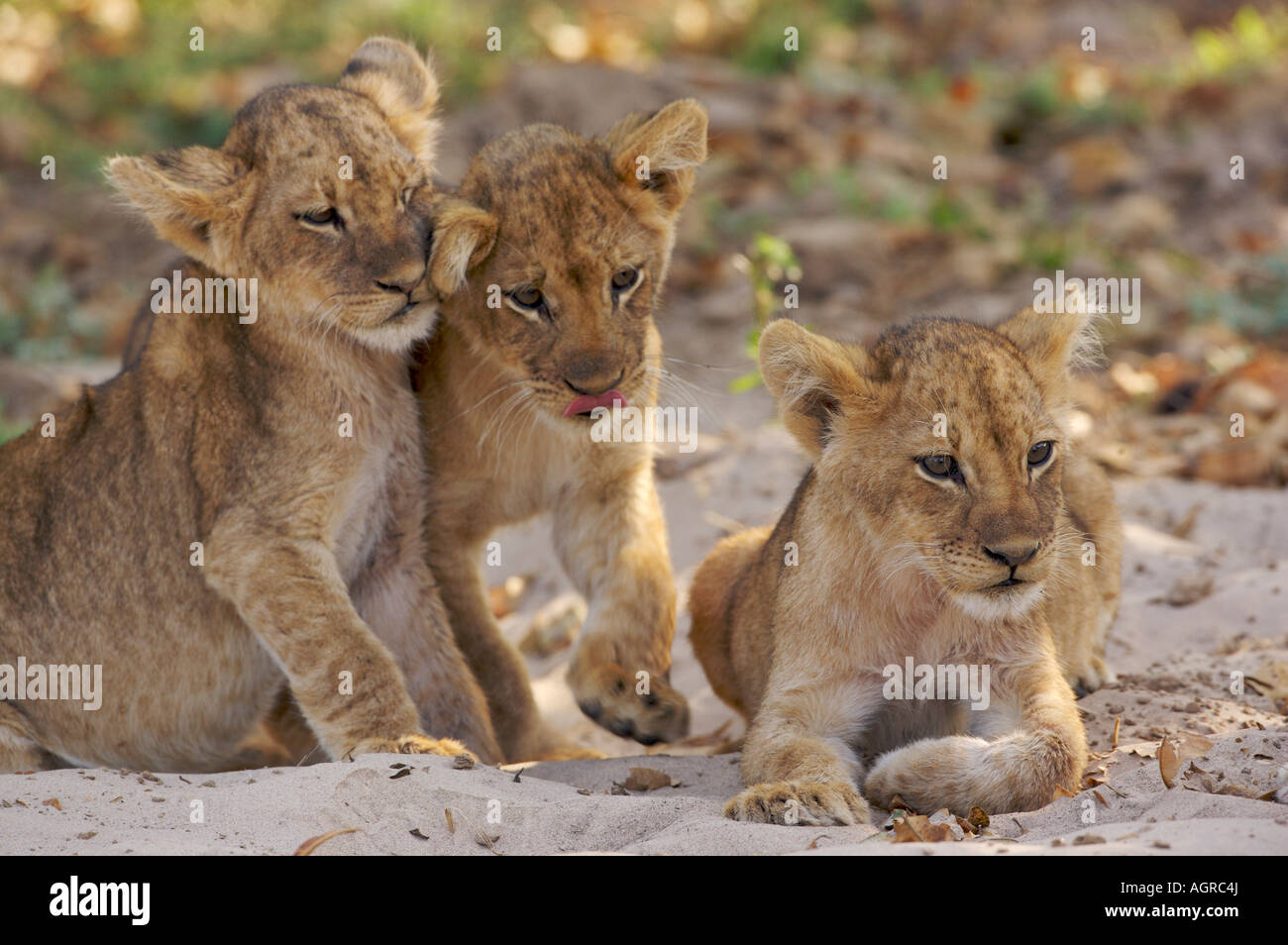 Three Lion cubs Stock Photo - Alamy