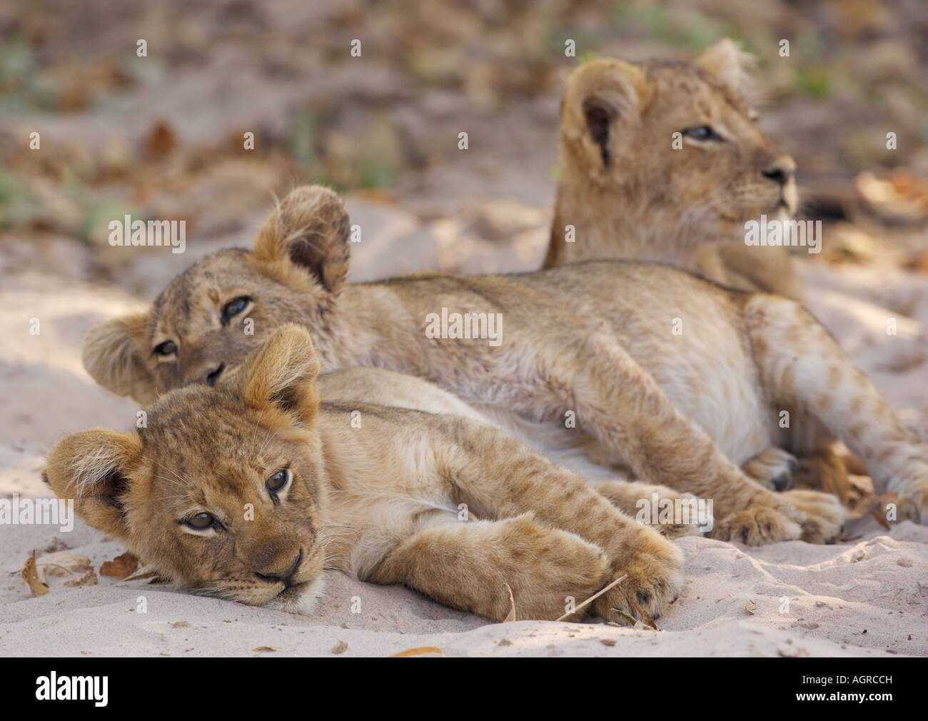 Three lion face hi-res stock photography and images - Alamy