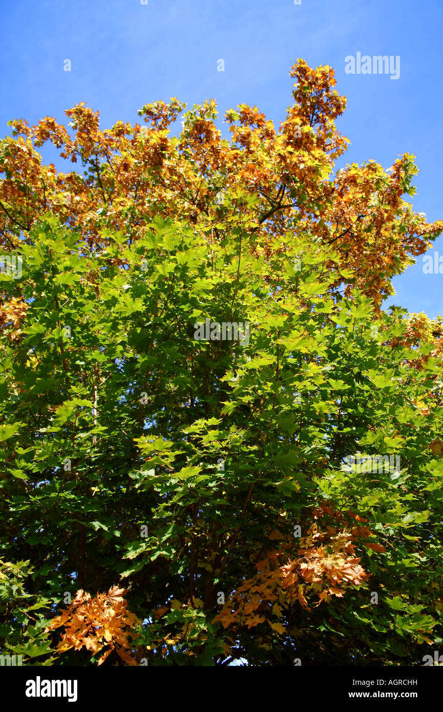 Transition tree hi-res stock photography and images - Alamy