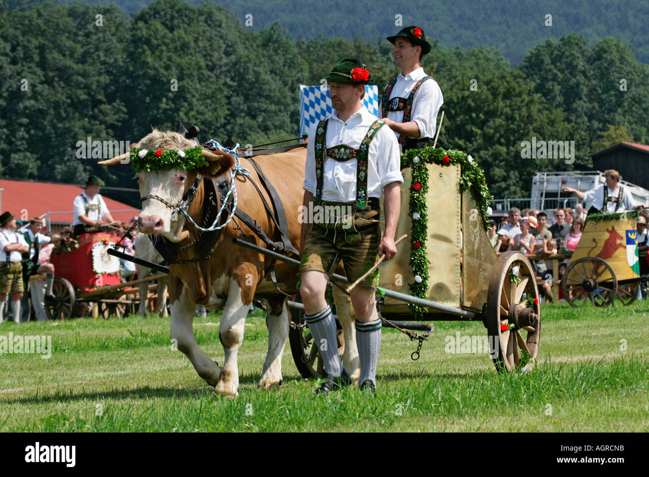 Oxen hi-res stock photography and images - Alamy