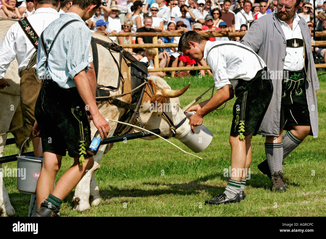 Oxen hi-res stock photography and images - Alamy