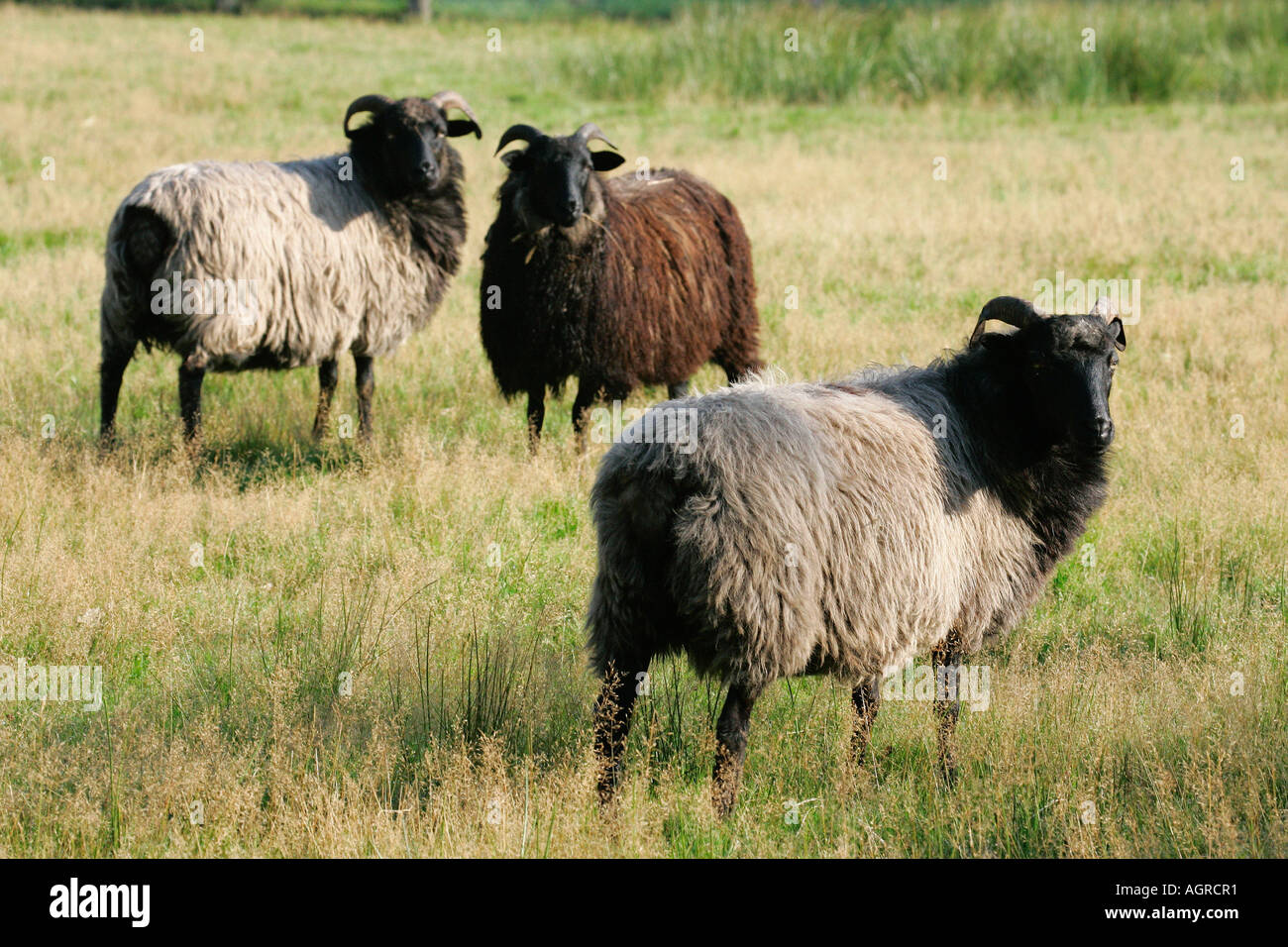 Moorland sheeps hi-res stock photography and images - Alamy