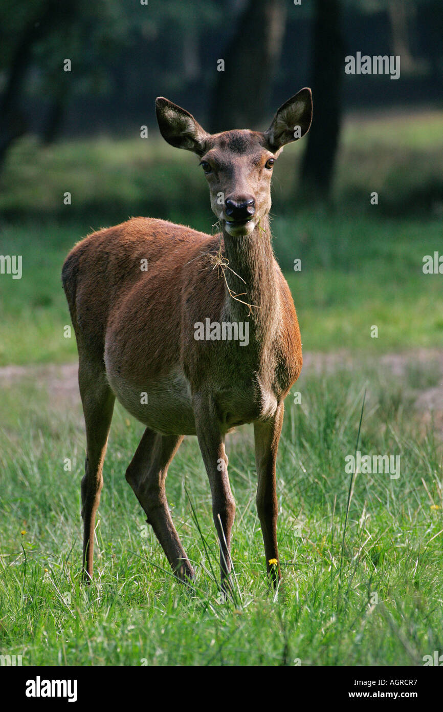 Female deer does hi-res stock photography and images - Alamy