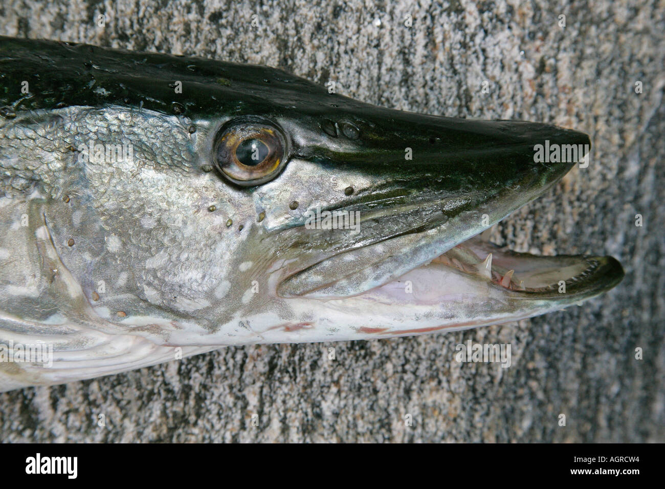 Gedde hi-res stock photography and images - Alamy