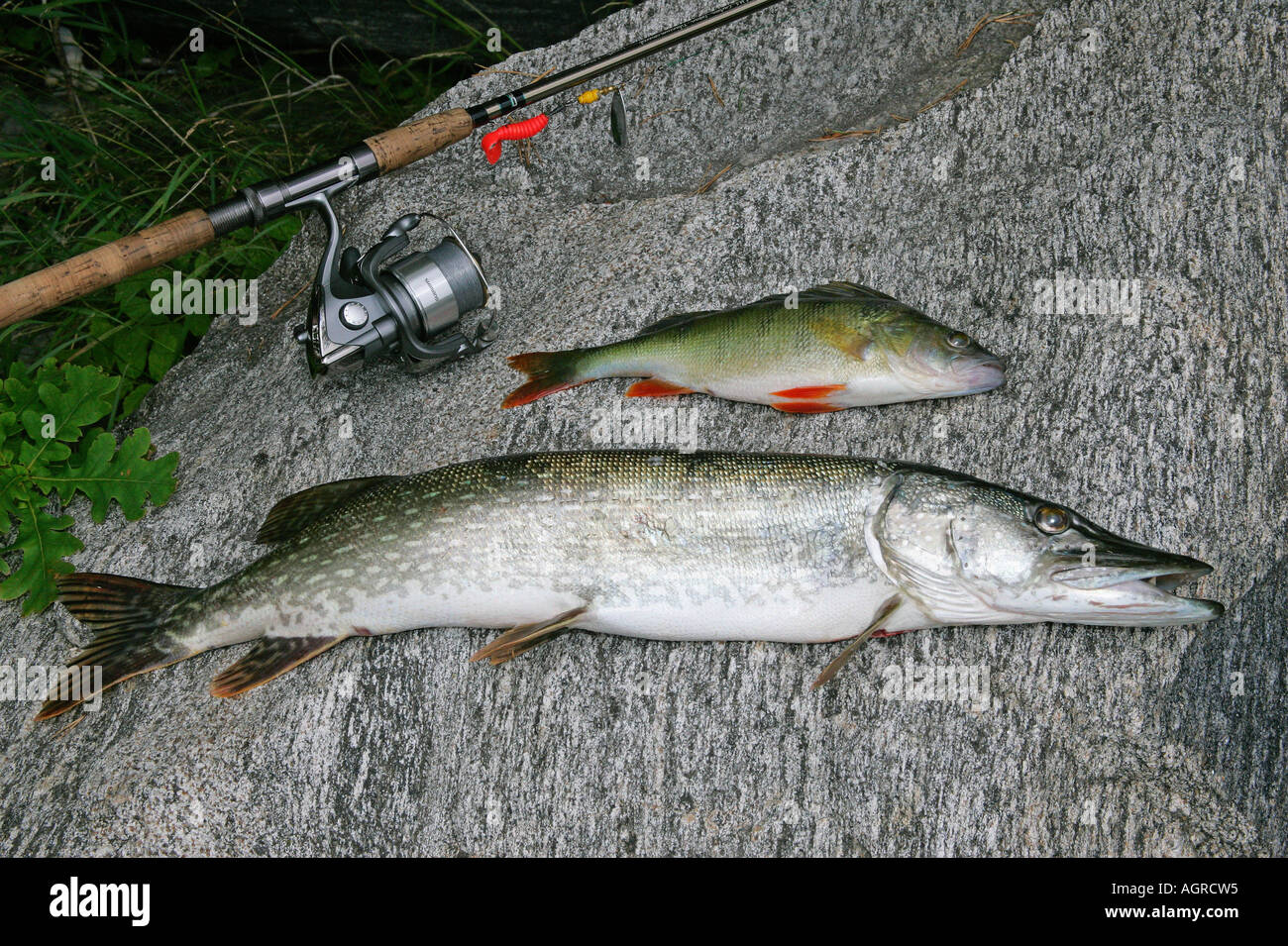 Redfin perch hi-res stock photography and images - Alamy