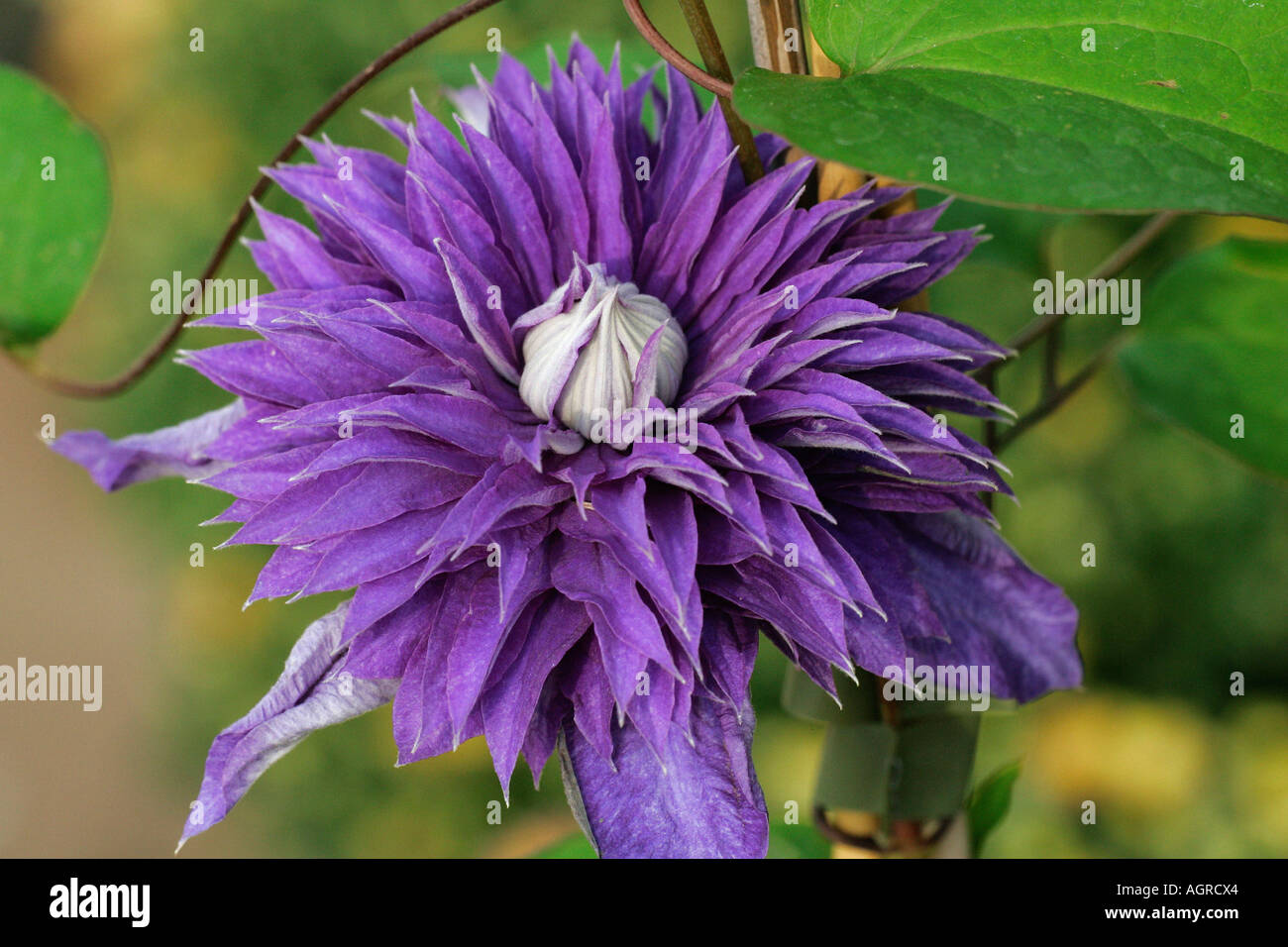 Clematis multi blue hi-res stock photography and images - Alamy
