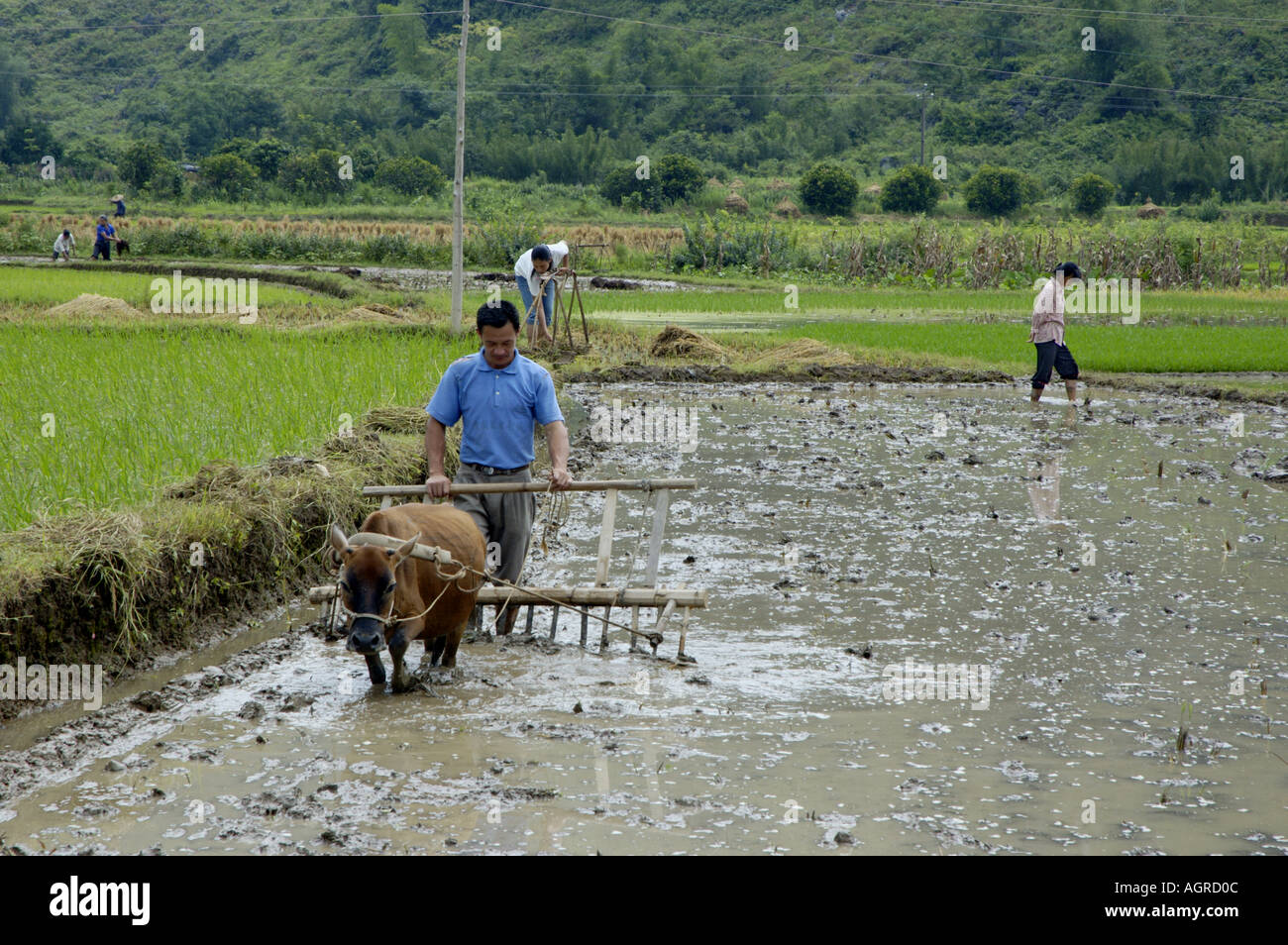 Chinese peasant plow hi-res stock photography and images - Alamy
