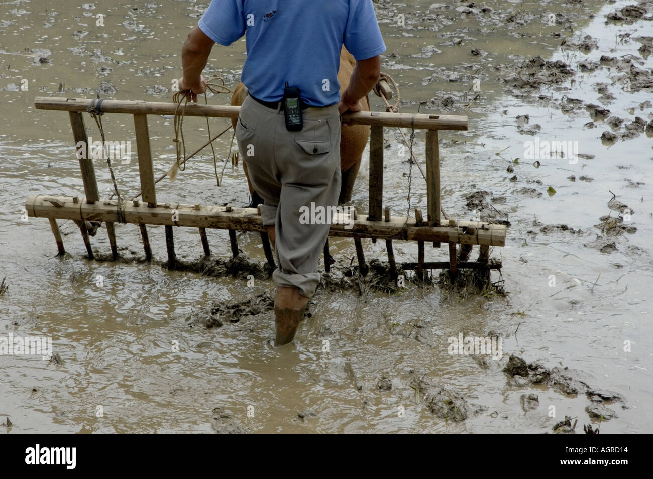 Peasant carrying a cell phone while harvesting a rice paddy field with ...