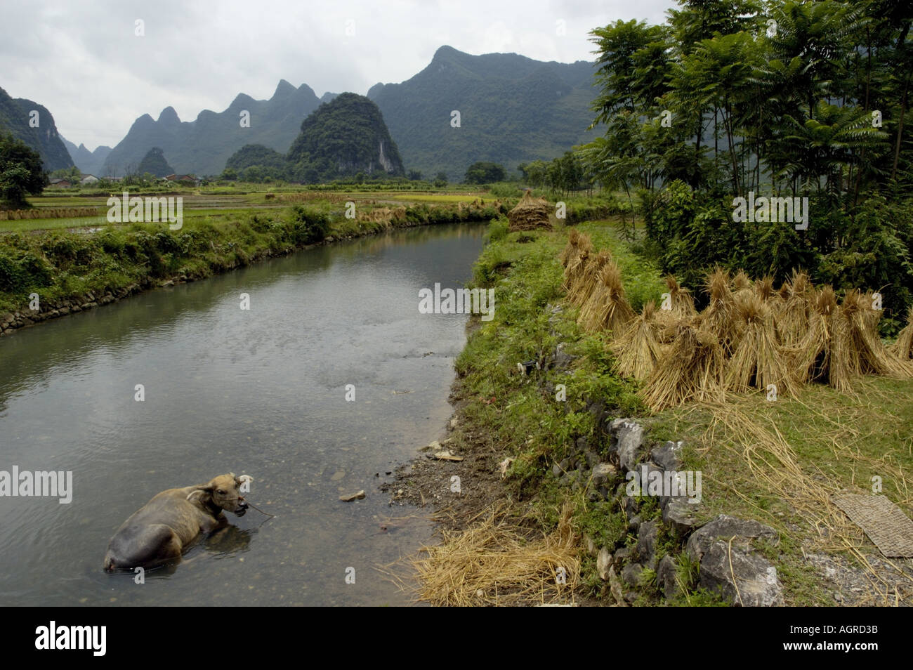 Bathing water buffaloes in river hi-res stock photography and images ...
