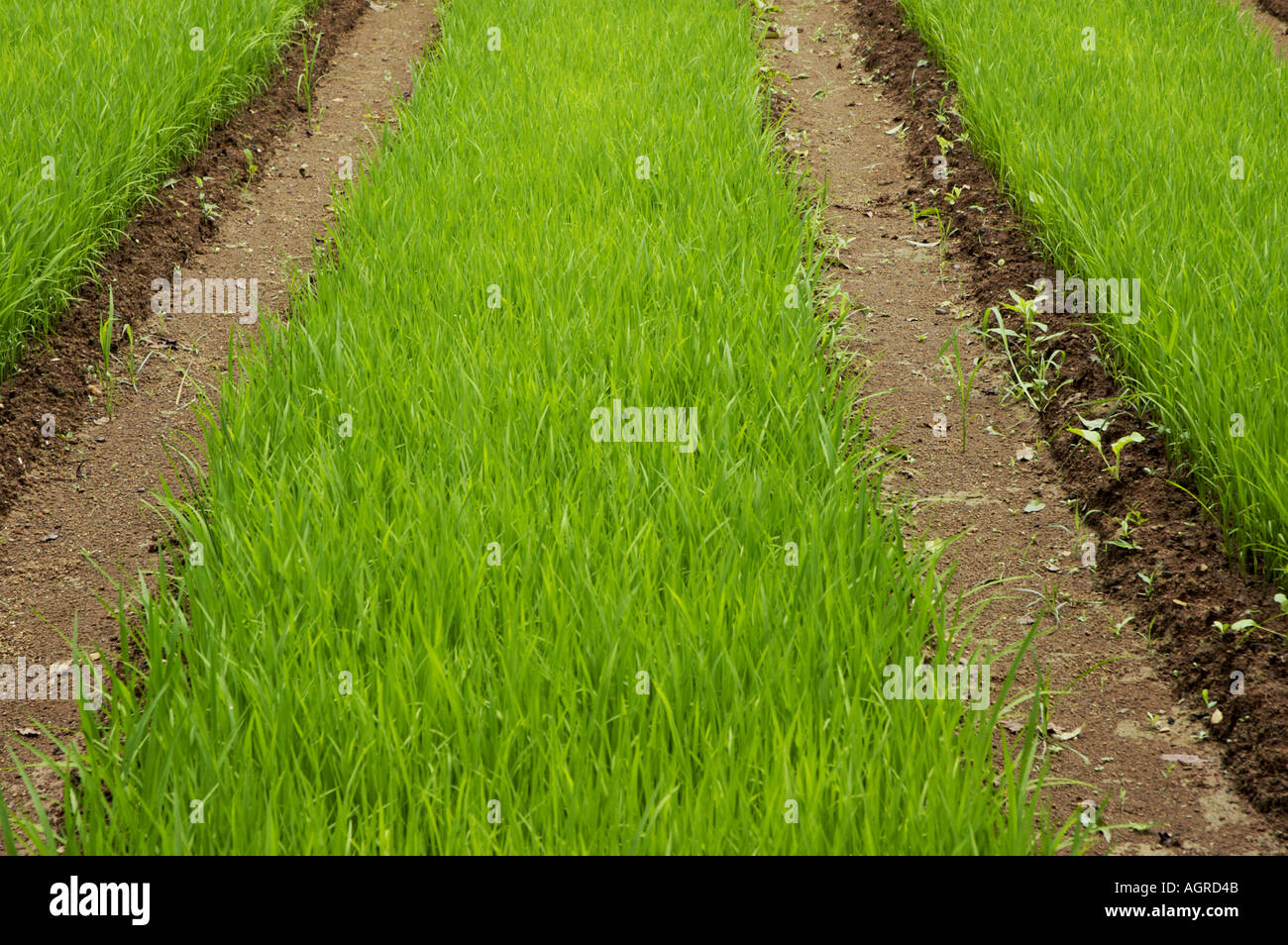 Chn1432 hi-res stock photography and images - Alamy