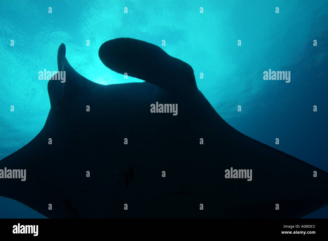 Giant manta ray eye hi-res stock photography and images - Alamy