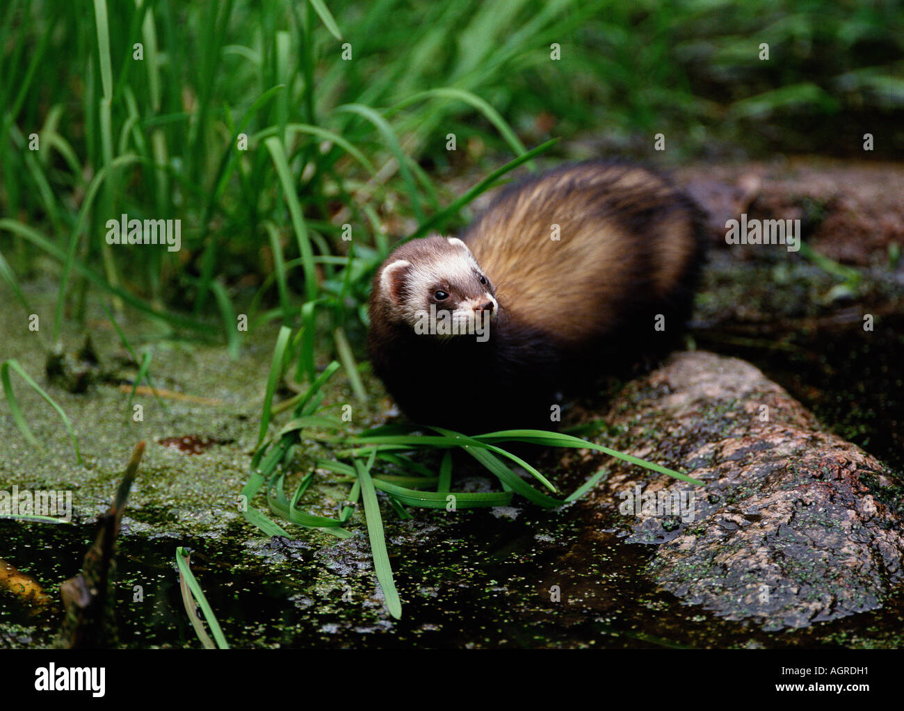 European Ferret / Polecat Stock Photo - Alamy