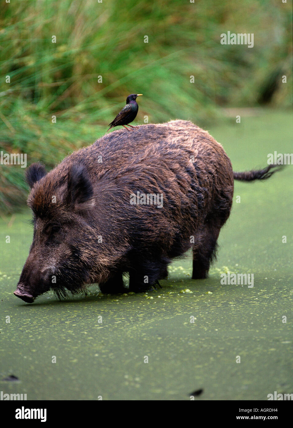 Wild Boar and Starling Stock Photo - Alamy