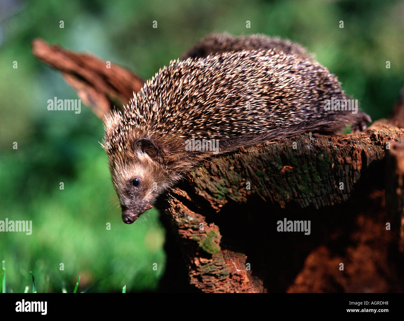 Climbing hedgehog hi-res stock photography and images - Alamy