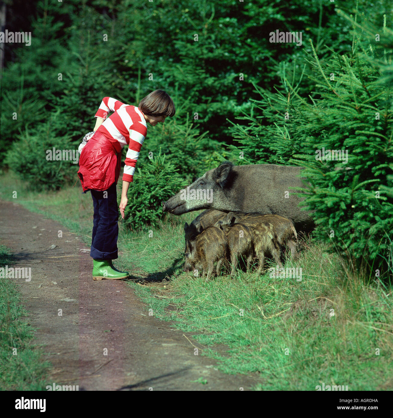 Child and Wild Boar Stock Photo - Alamy