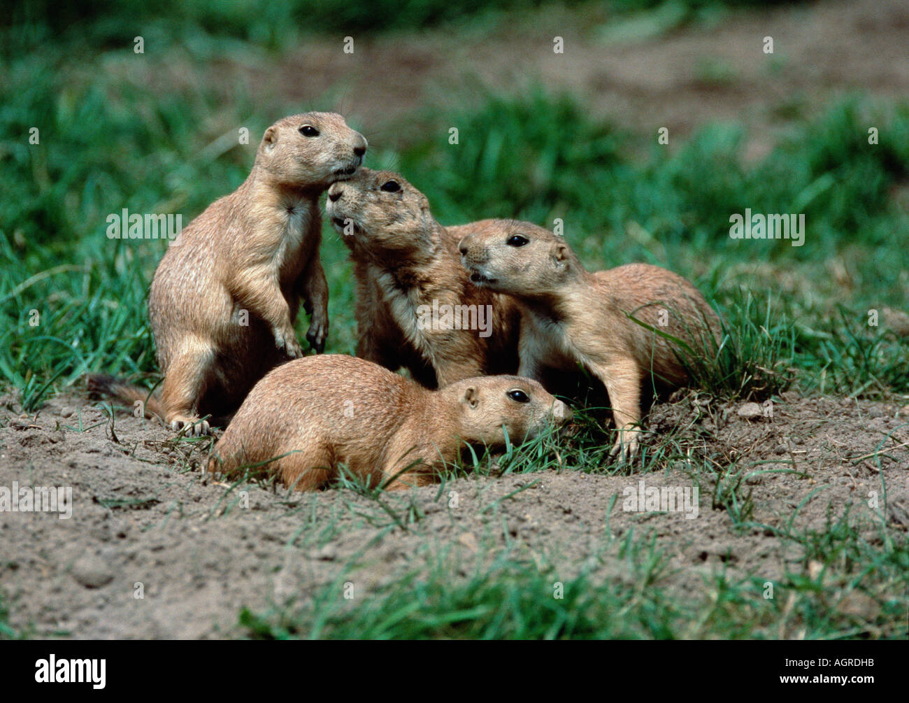 Black-tailed Prairie Dog Stock Photo - Alamy