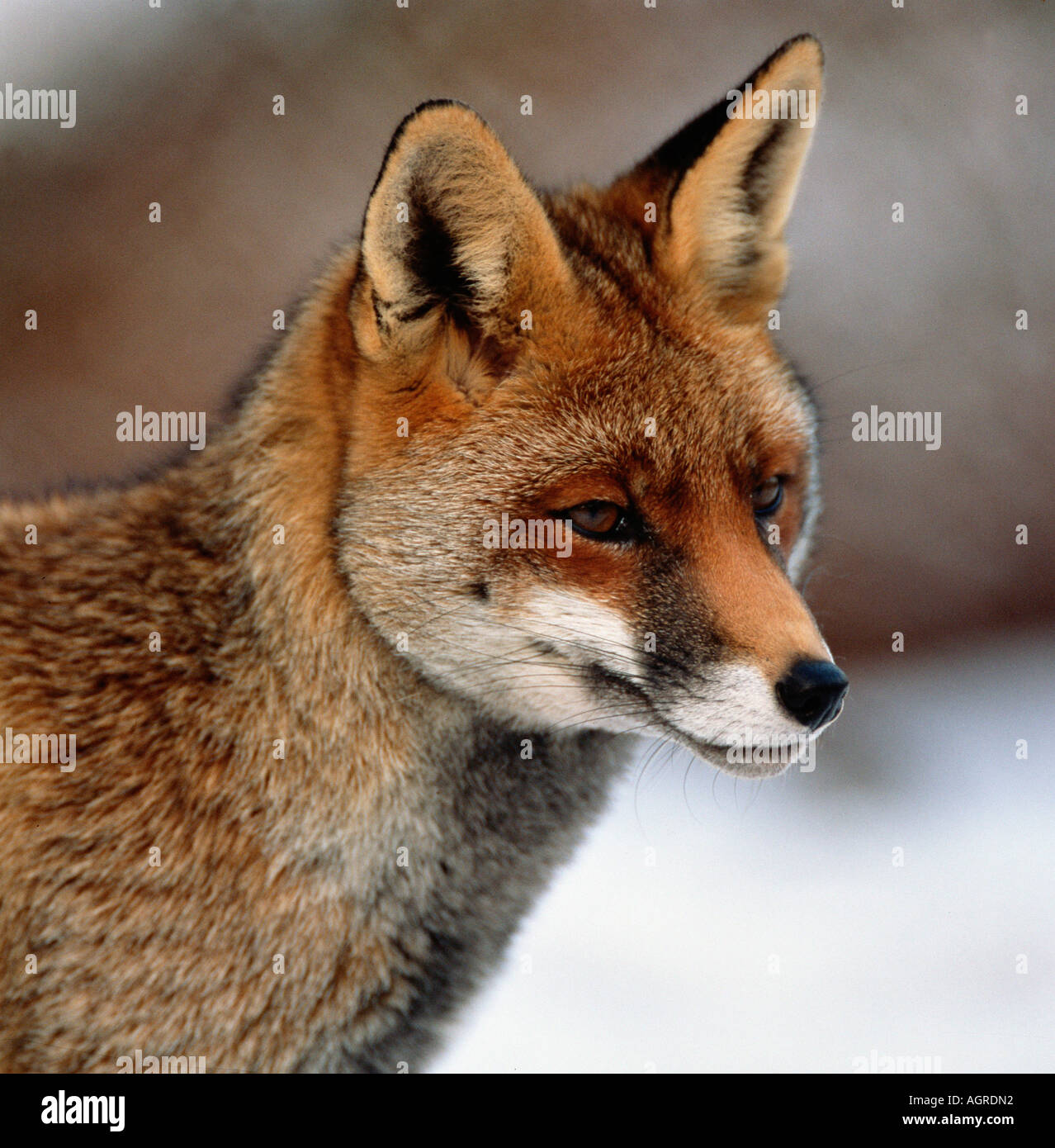 Square format red fox hi-res stock photography and images - Alamy