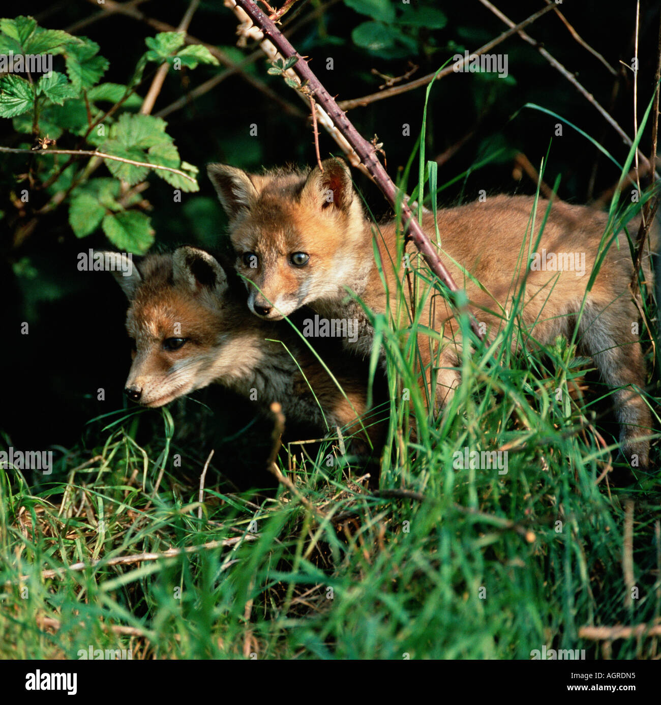 Square format red fox hi-res stock photography and images - Alamy