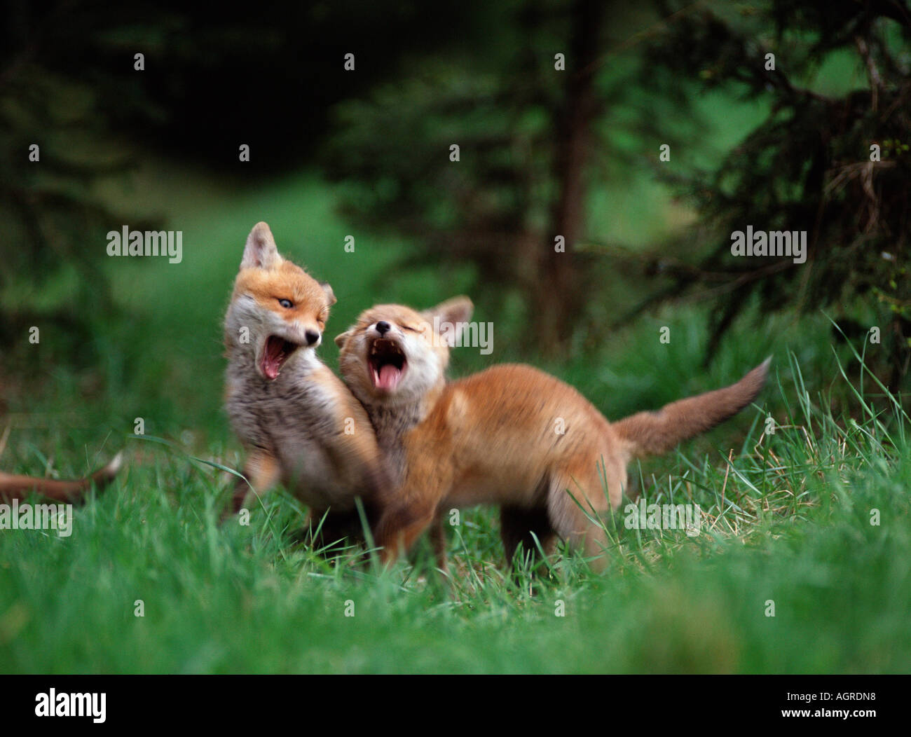 Two young foxes fighting hi-res stock photography and images - Alamy