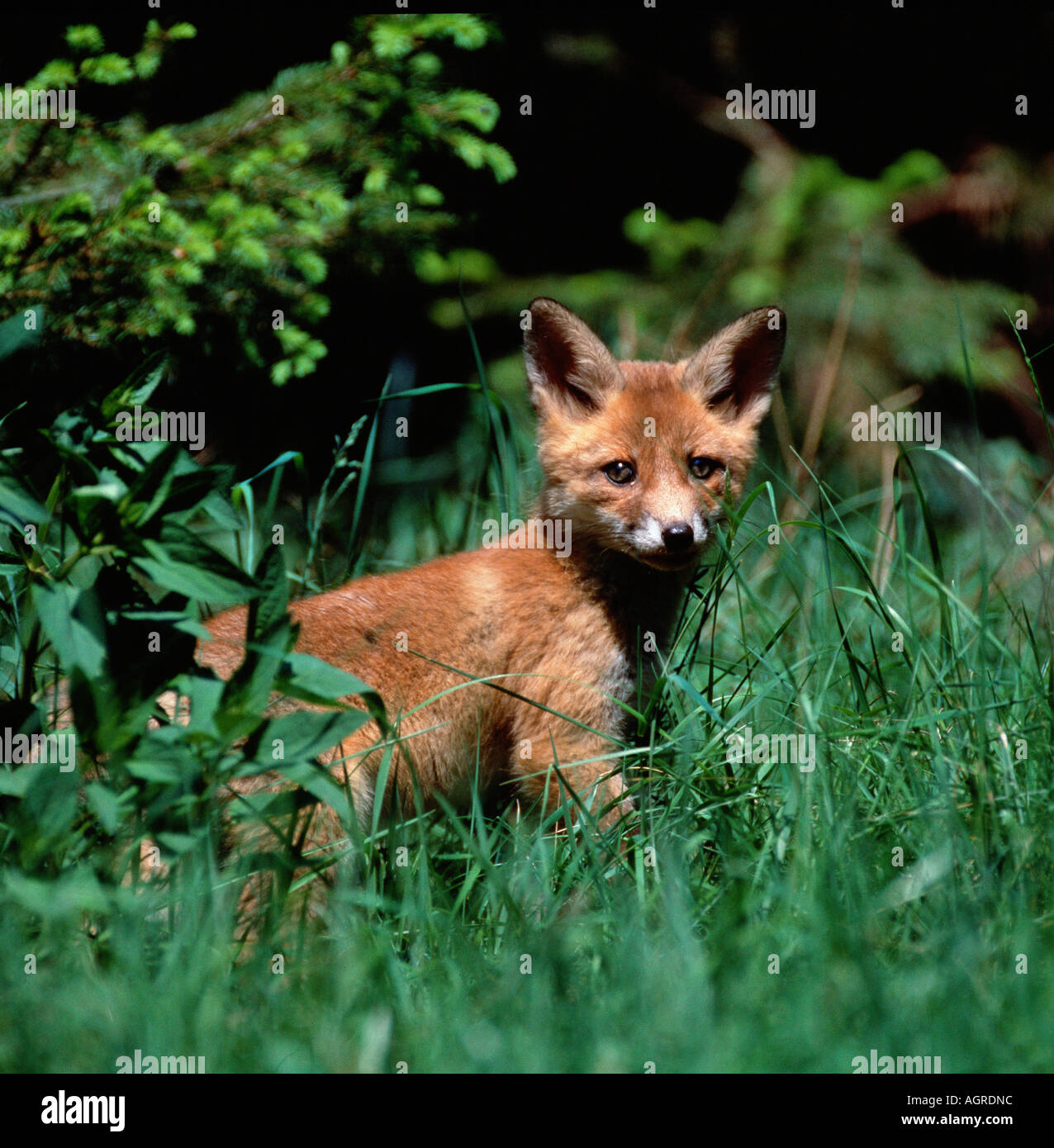 Square format red fox hi-res stock photography and images - Alamy