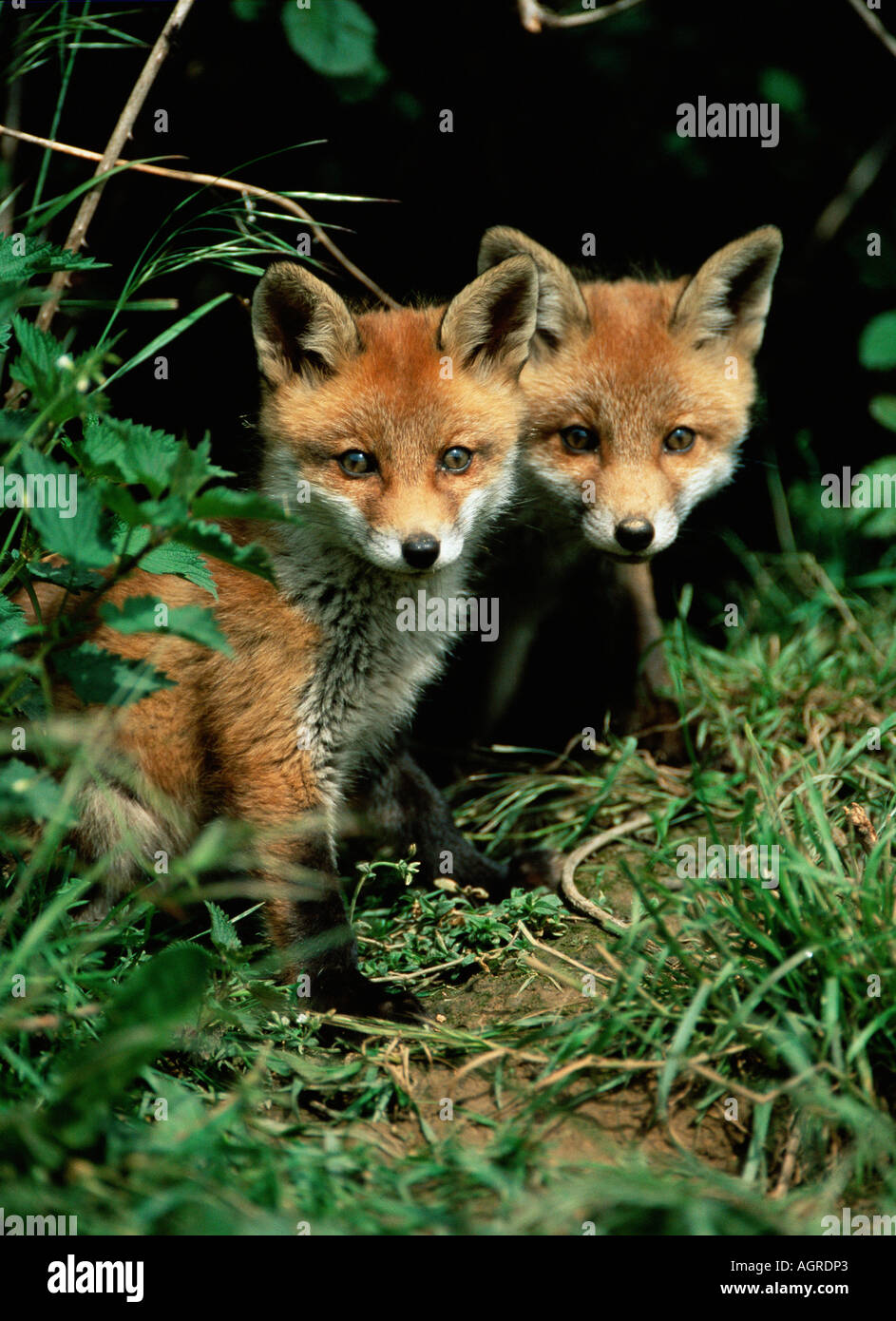 Two fox cubs sitting hi-res stock photography and images - Alamy