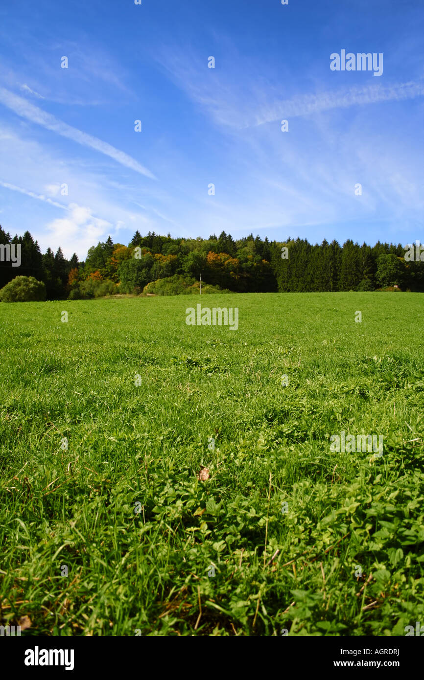 Wispy grass hi-res stock photography and images - Alamy
