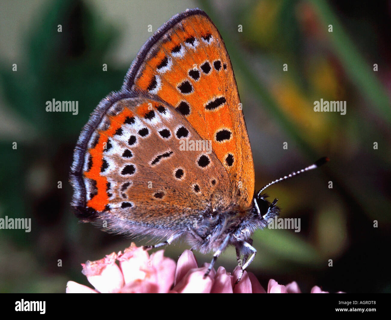 Violet copper butterfly hi-res stock photography and images - Alamy