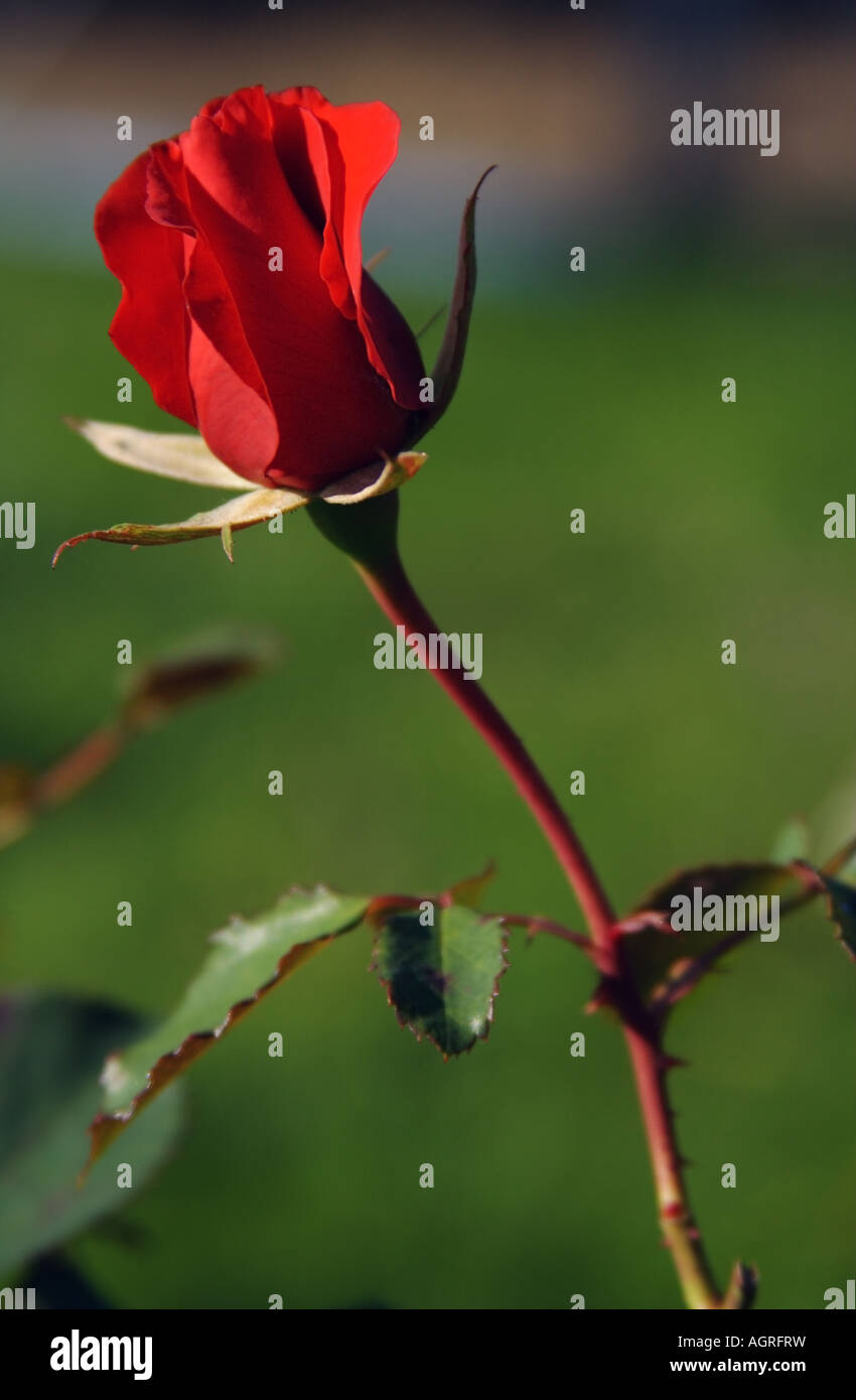 Beautiful red rose Stock Photo - Alamy