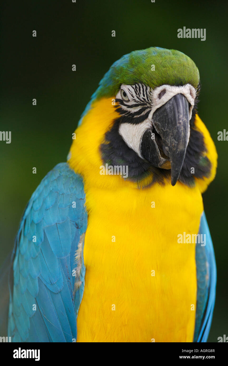 Blue & Yellow Macaw Stock Photo - Alamy