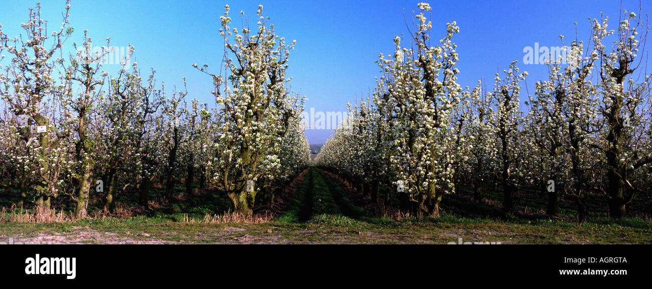Blooming Pear tree plantation Stock Photo - Alamy