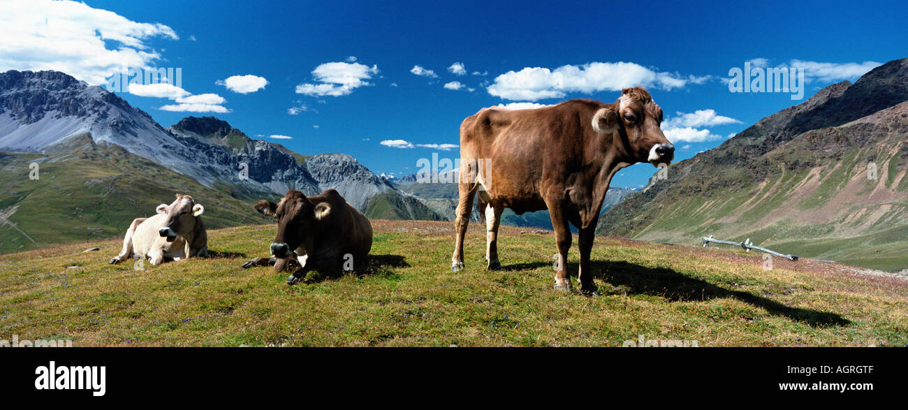 Alpine cattle farm hi-res stock photography and images - Alamy