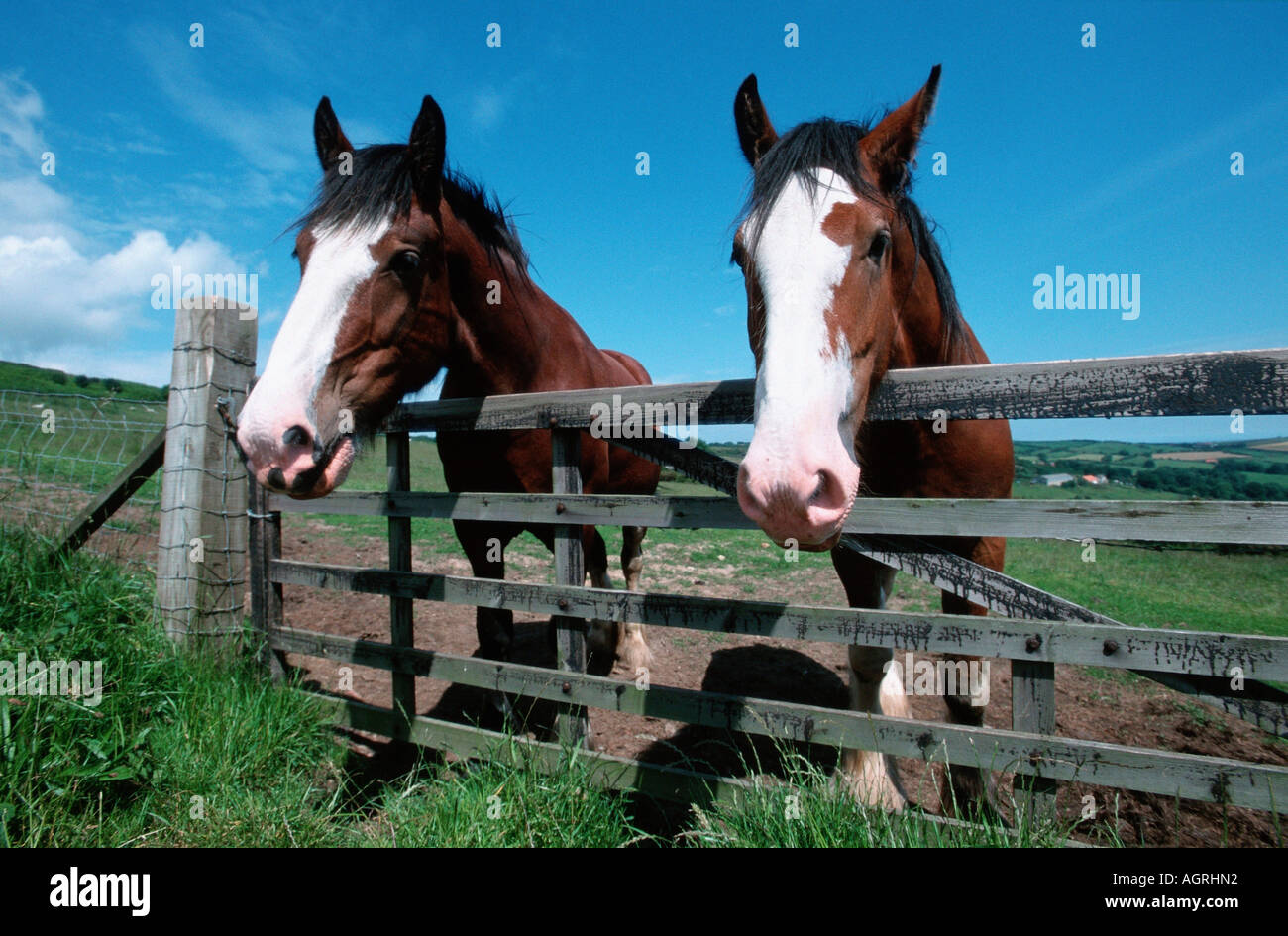 With horses hi-res stock photography and images - Alamy
