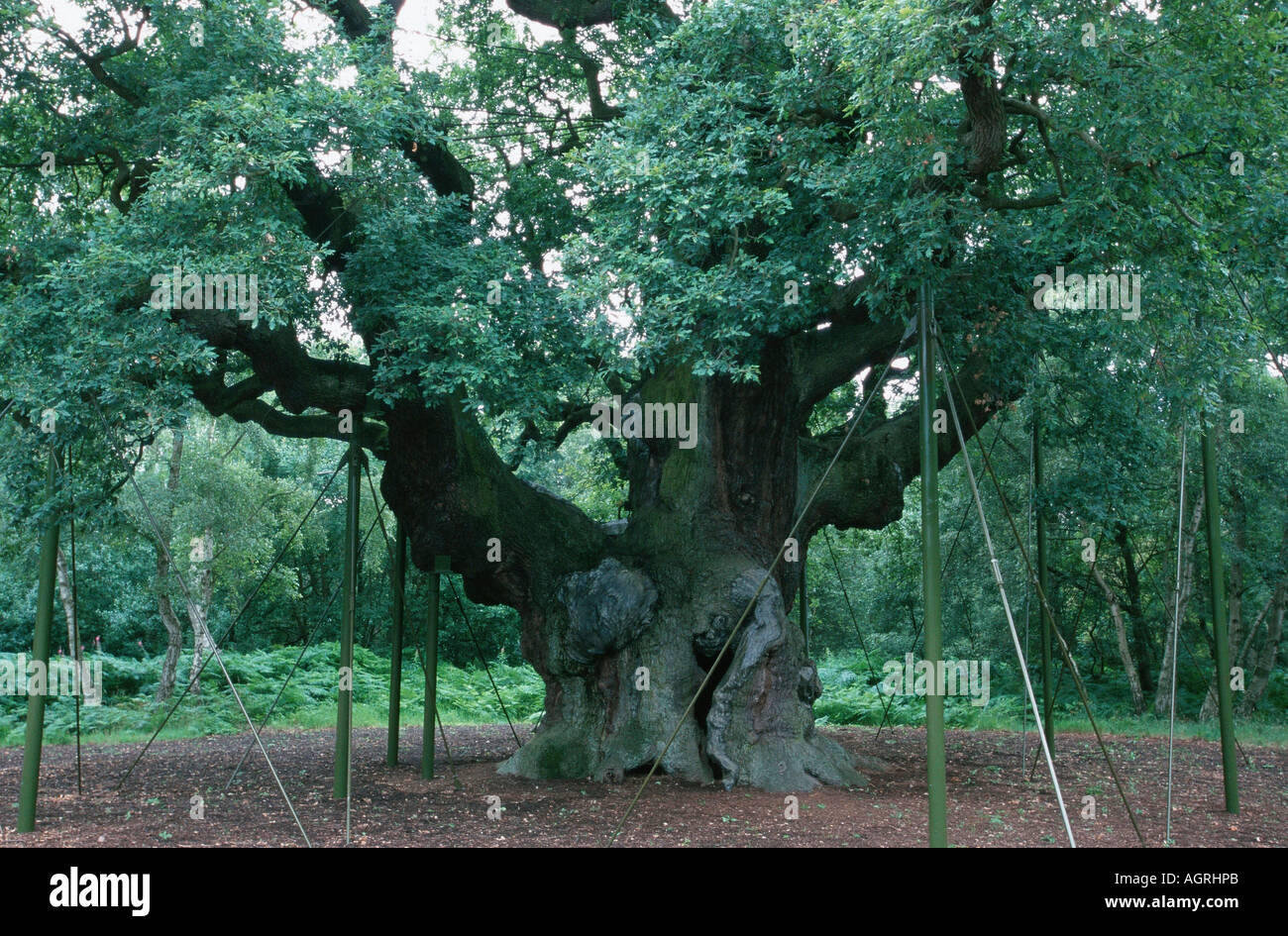Major oak sherwood hi-res stock photography and images - Alamy