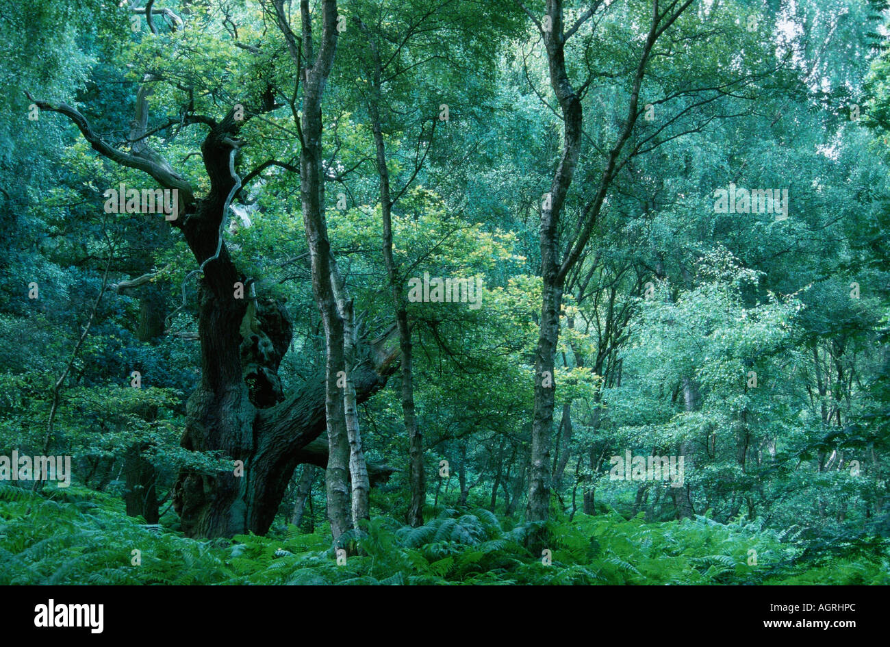 Sherwood forest england hi-res stock photography and images - Alamy