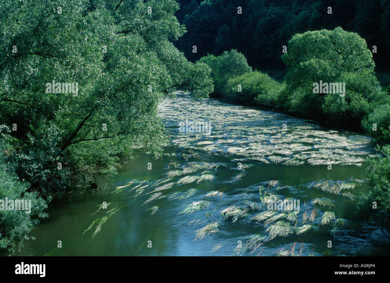 Black forest germany danube river hi-res stock photography and images ...