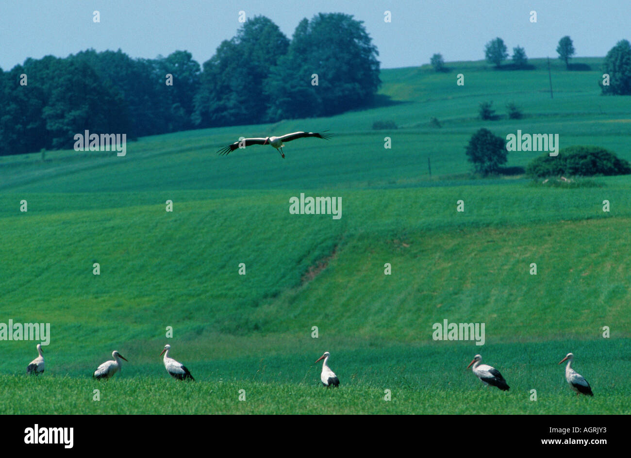 Stork and man hi-res stock photography and images - Alamy