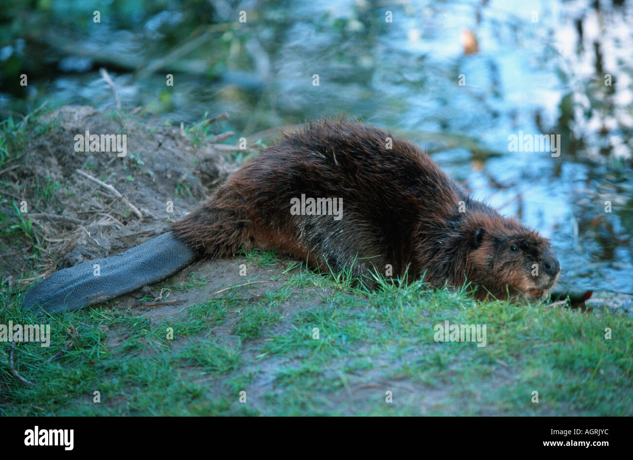 Beaver poland castor fiber hi-res stock photography and images - Alamy