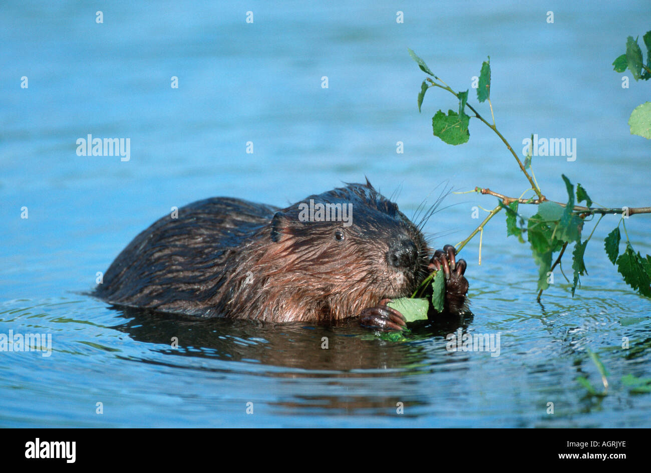 Beaver poland castor fiber hi-res stock photography and images - Alamy