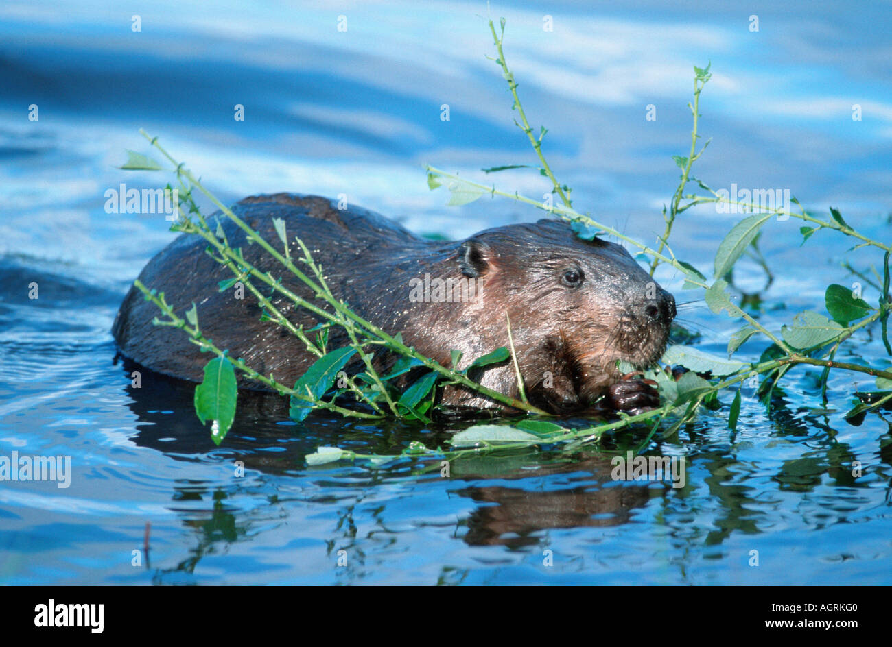 Beaver poland castor fiber hi-res stock photography and images - Alamy