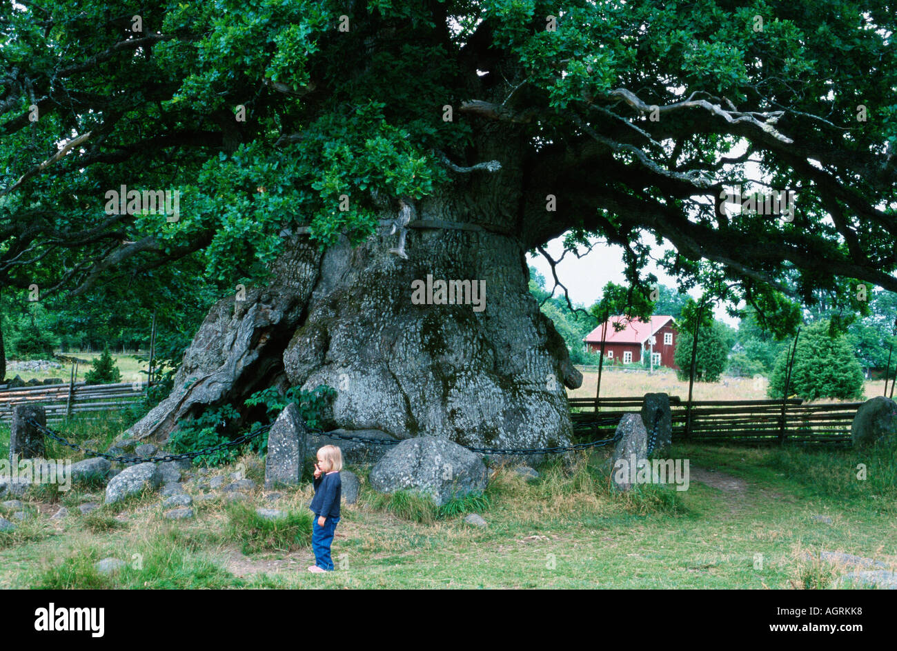 Girl and old oak tree Stock Photo - Alamy