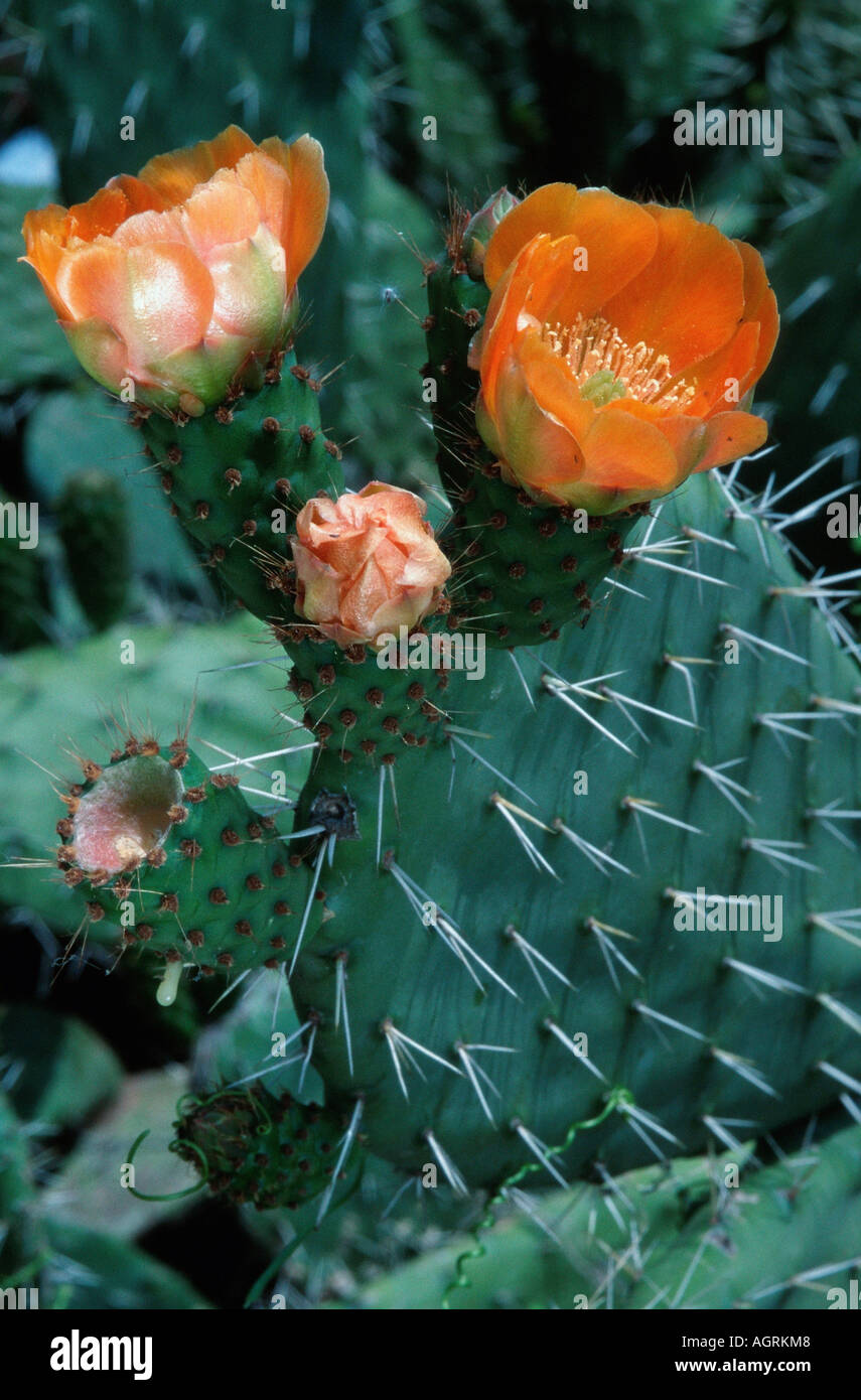 Orange opuntia blossoms hi-res stock photography and images - Alamy