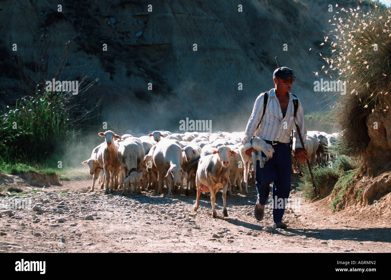 Shepherd with flock of sheep Stock Photo - Alamy