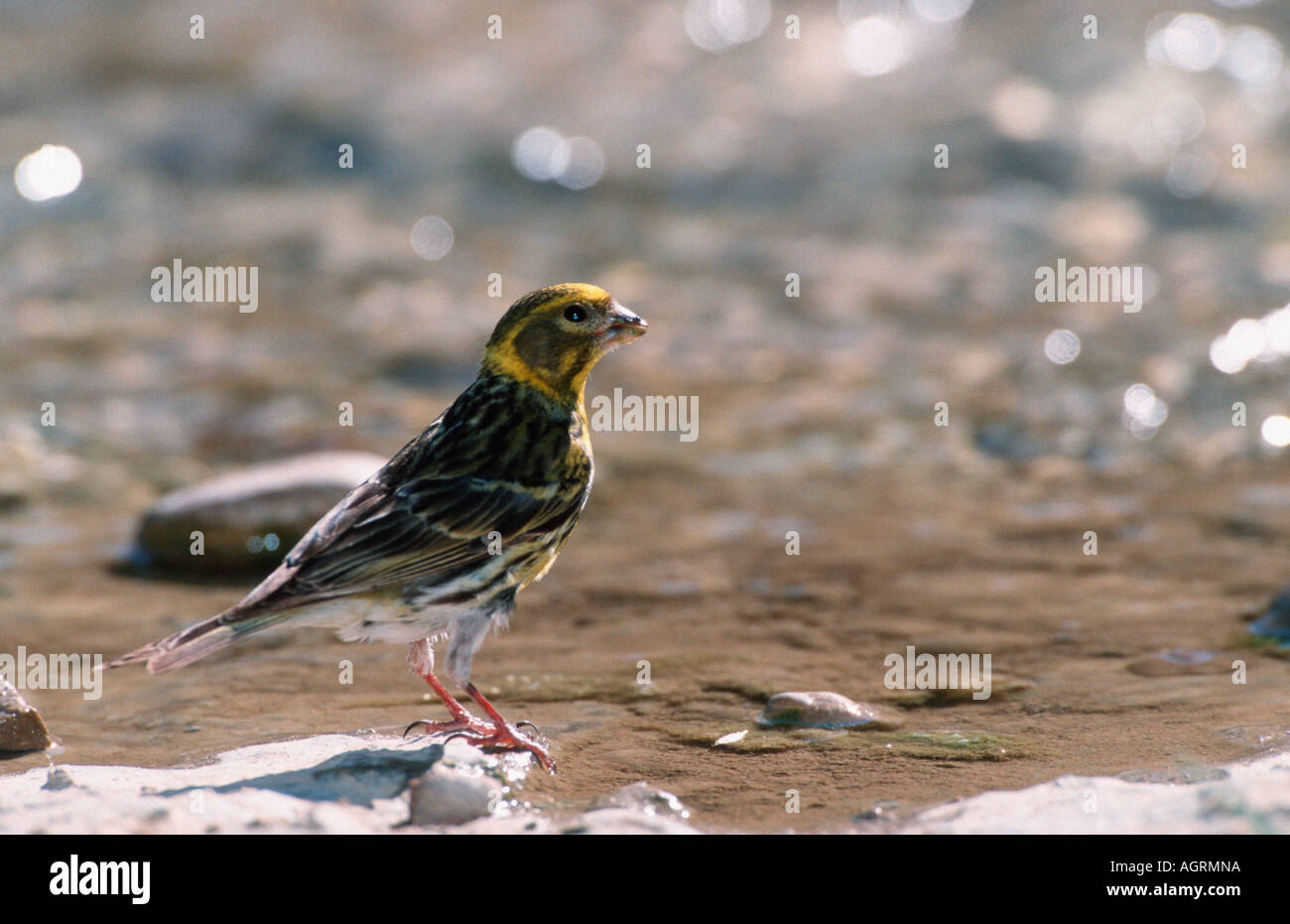 Serin birds hi-res stock photography and images - Alamy