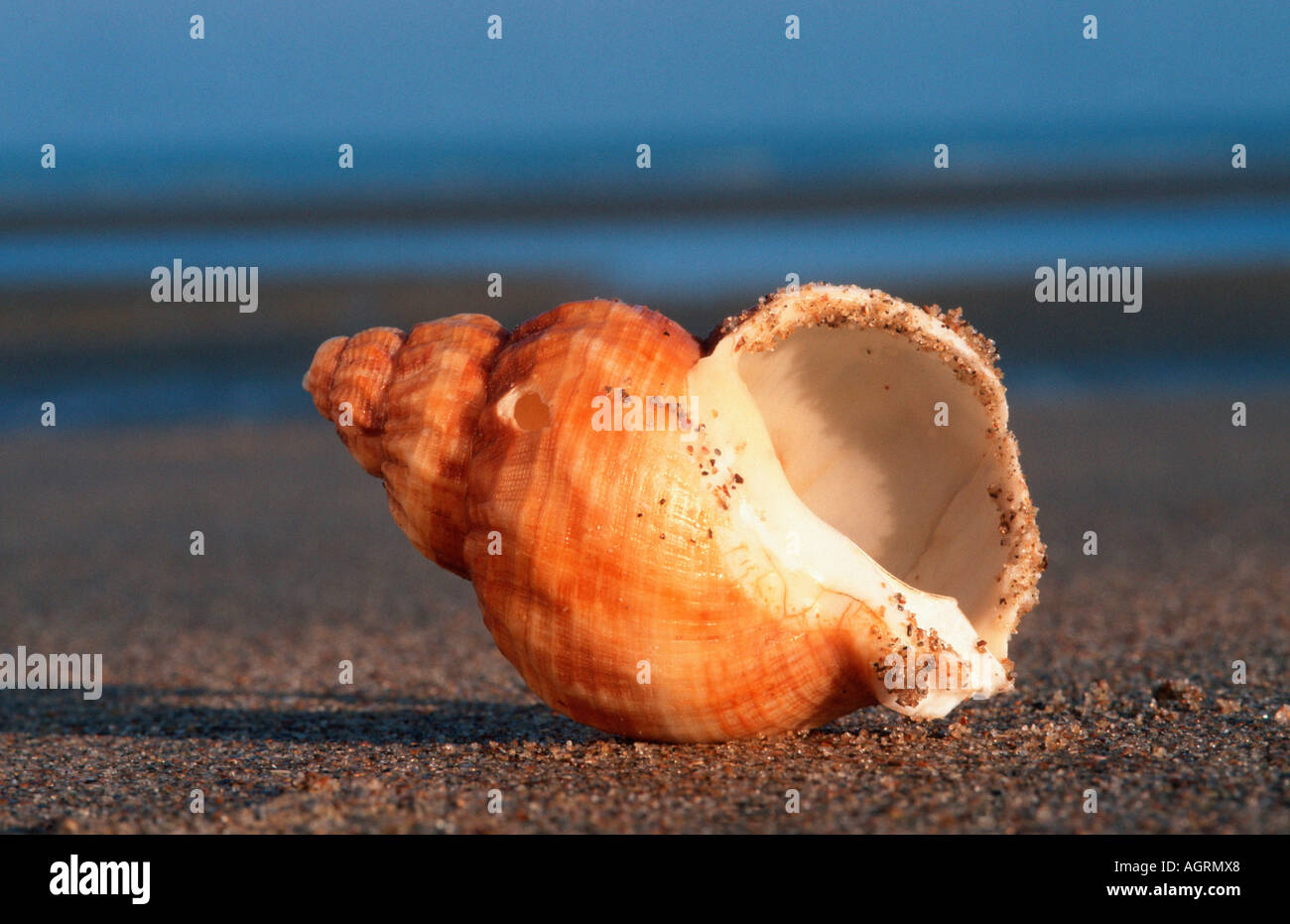 Common whelk shell hi-res stock photography and images - Alamy