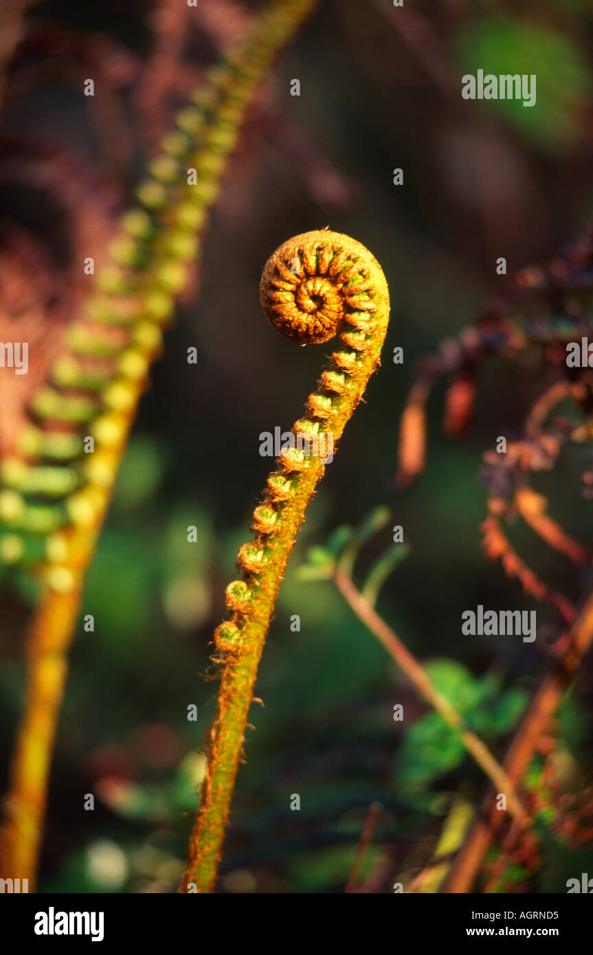 Amau hi-res stock photography and images - Alamy