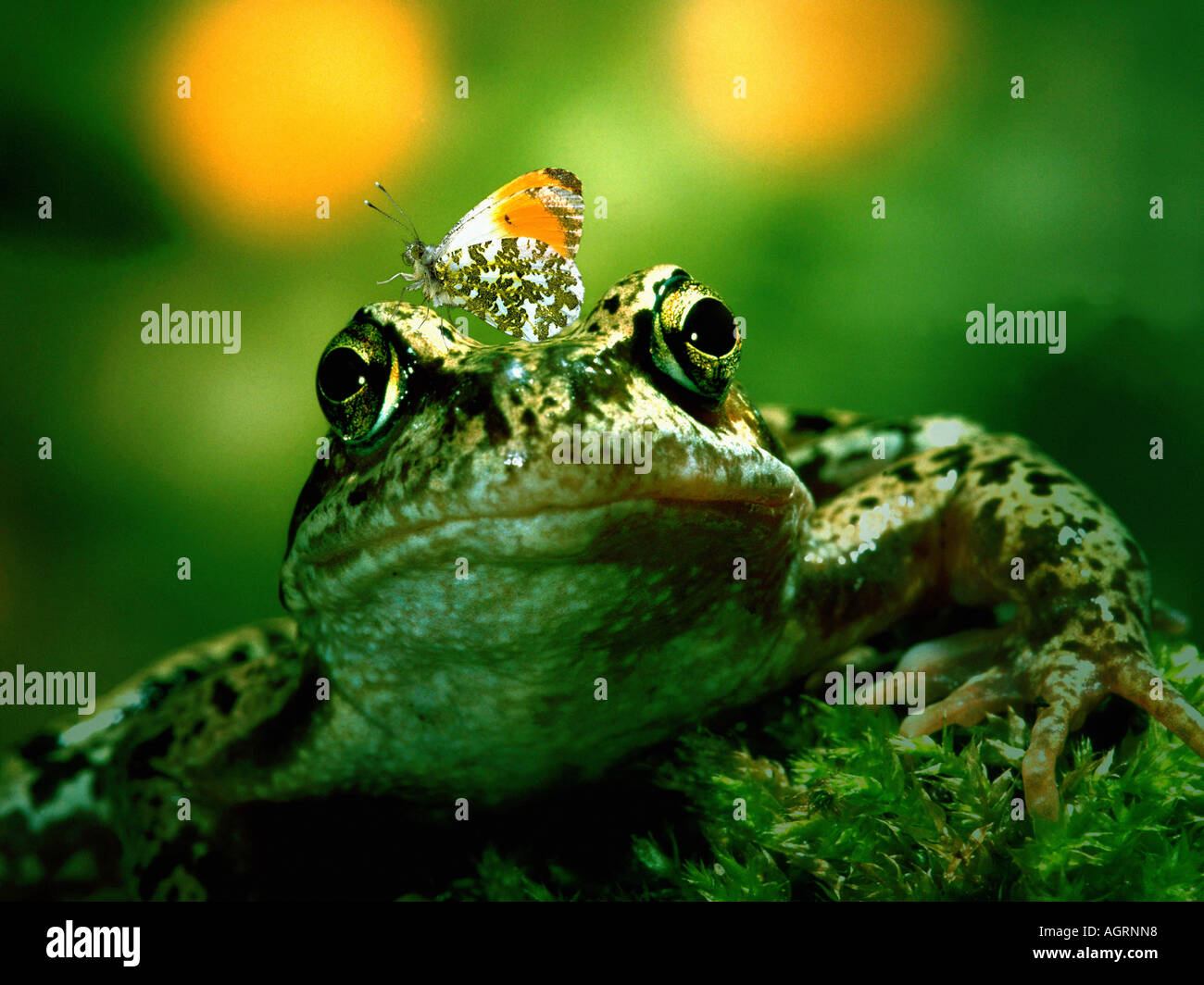 Common European Frog and Orange Tip Stock Photo - Alamy