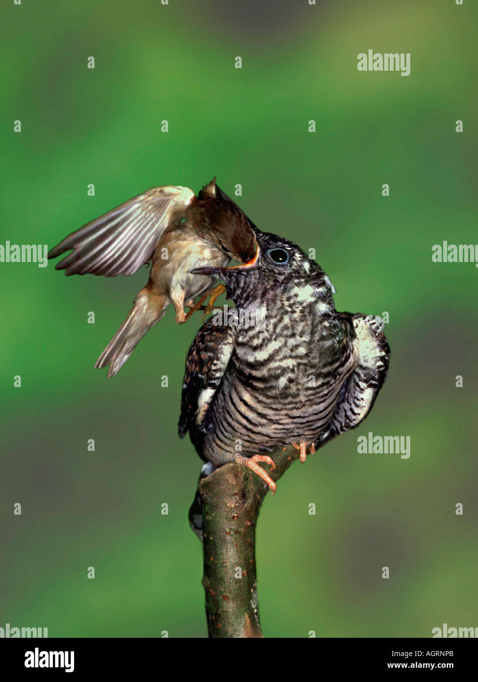 Reed Warbler and Common Cuckoo Stock Photo - Alamy