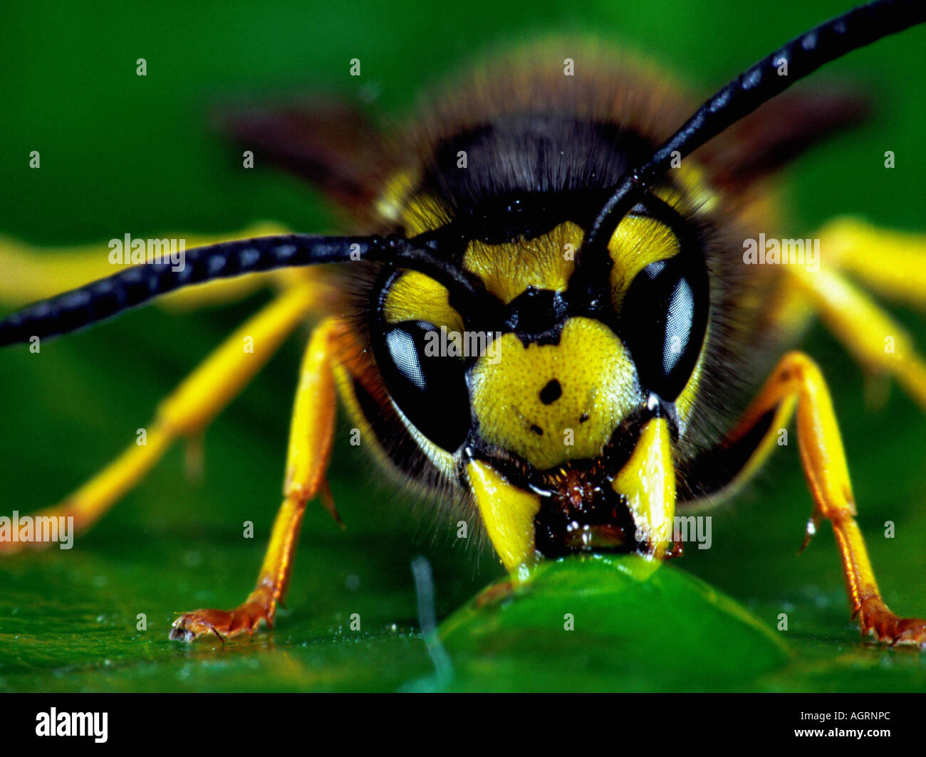 Paravespula germanica hi-res stock photography and images - Alamy