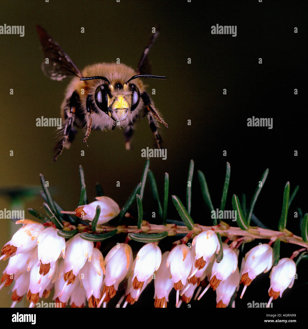 Soil dwelling bee hi-res stock photography and images - Alamy