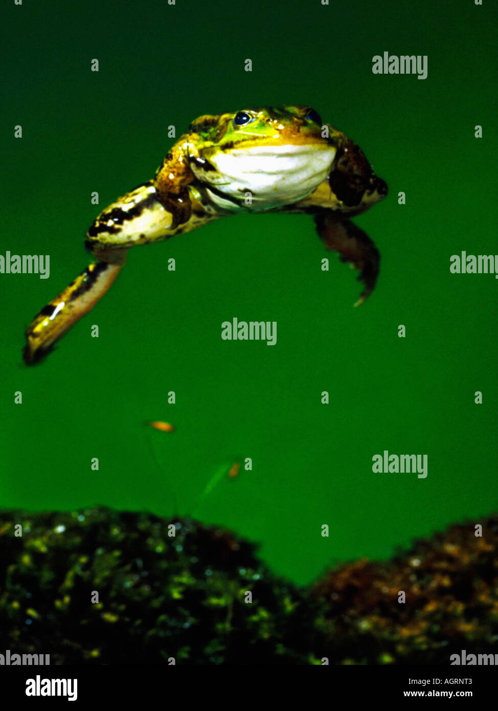 Common European Frog Stock Photo - Alamy